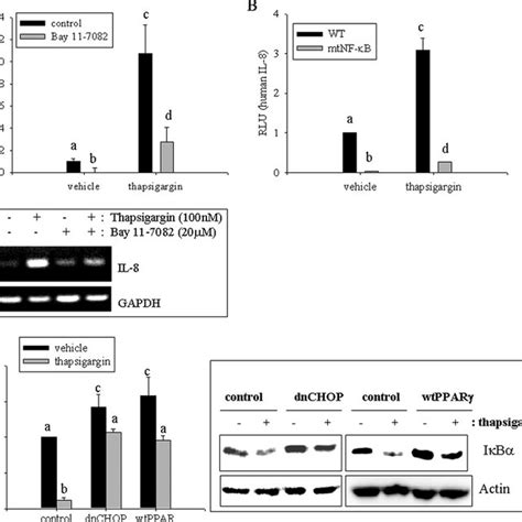 Nf B Mediated Il 8 Production Via Chop And Ppar A Hct 8 Cells Were Download Scientific