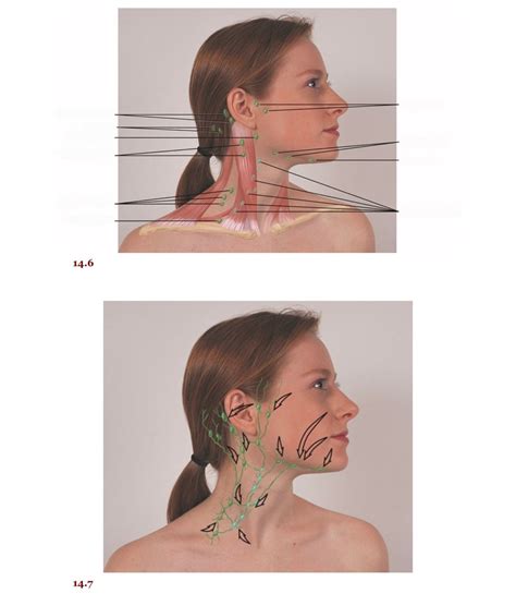 Cervical Lymph Nodes Diagram Quizlet