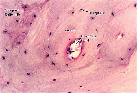 硬骨組成bony Composition 小小整理網站 Smallcollation