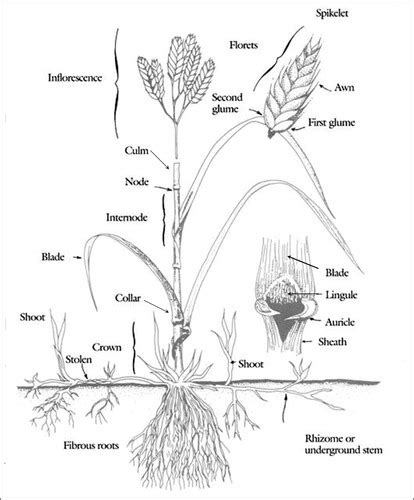Weed Science Final Auburn Flashcards Quizlet
