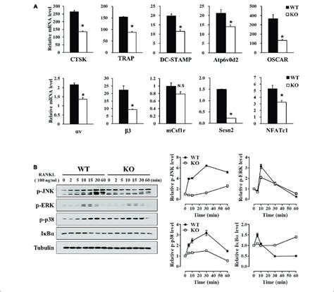 Reduced Expression Of Osteoclast Differentiation Marker Genes In