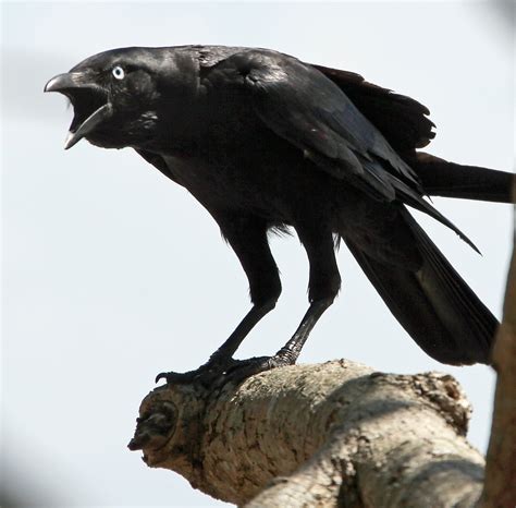 Torresian Crow Corvus Orru