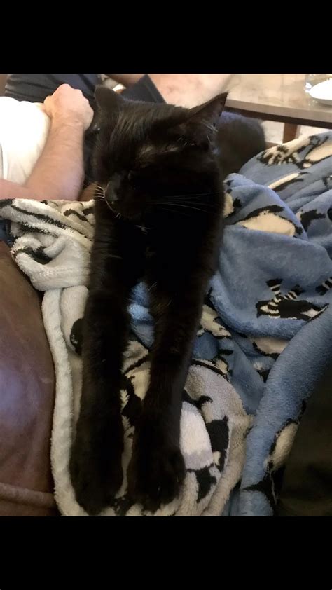 Napping Dangler Scrolller