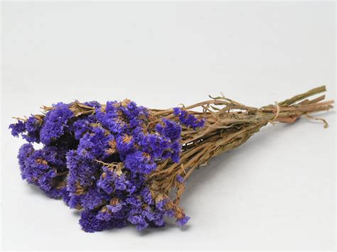 Statice Statice Kaufen Decofleur