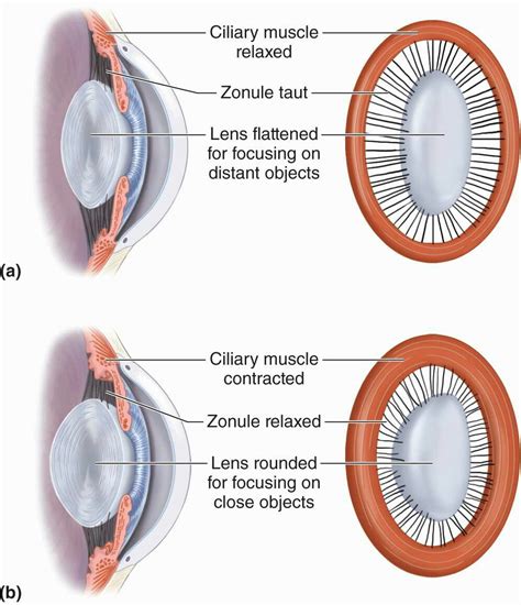 Ciliary Muscle Artofit