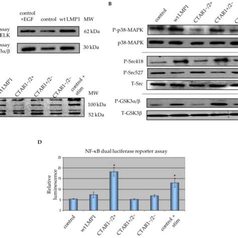 Lmp1 Deregulates Various Components Of Mapk Signalling Implicated In