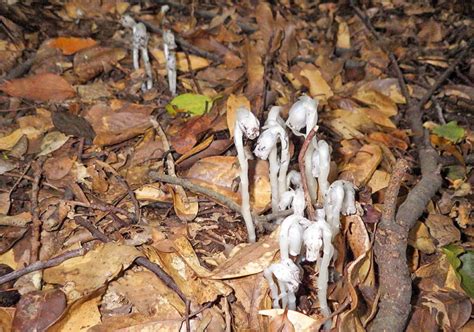 ギンリョウソウモドキの育て方と植物の特徴をわかりやすく解説