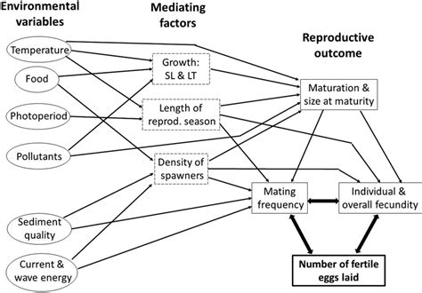 Conceptual Model For The Variables That Affect The Reproductive Output Download Scientific