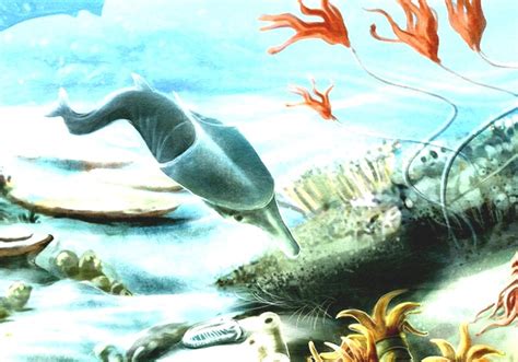 Agnatha Jawless Fish Facts