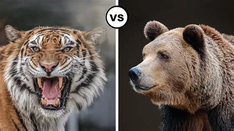 Tiger Vs Bear Which Would Win A Fight Field And Stream