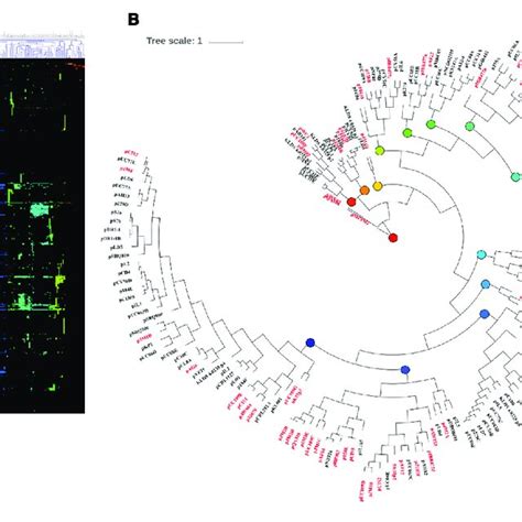 hcl analysis of the lactococcal plasmidome hierarchical clustering