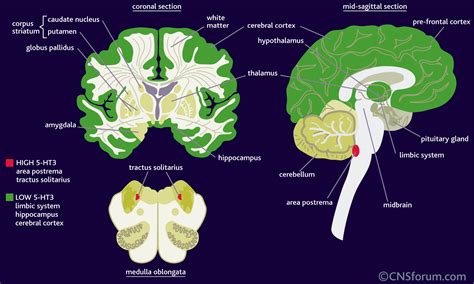 Area Postrema Chemoreceptor Trigger Zone