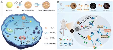 schematic illustration of two way regulated rdh strategies to enhance