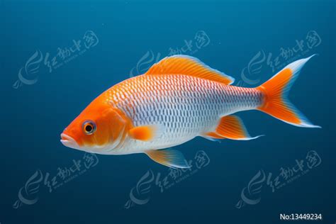 一条鱼在水中游泳图片下载红动中国