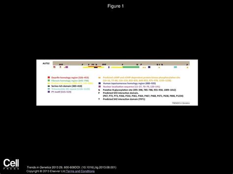 The Role Of Auts2 In Neurodevelopment And Human Evolution Ppt Download