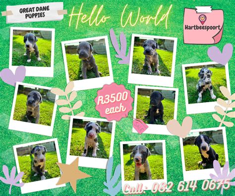 Beutifull Great Dane Puppies For Sale Junk Mail Marketplace
