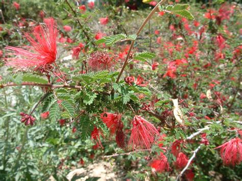 Calliandra Californica Baja Fairy Duster Plantmaster