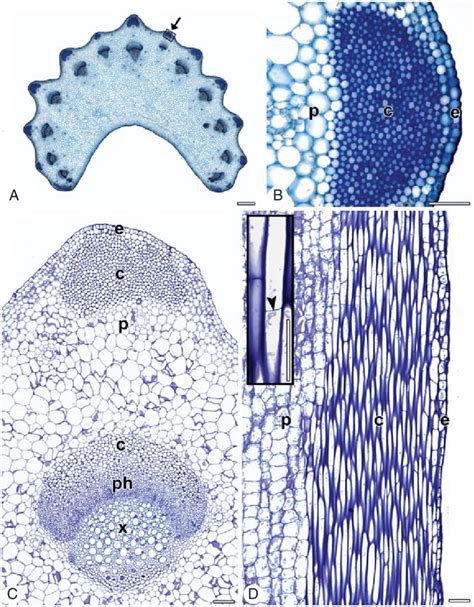 General Morphology Of Celery Collenchyma Apium Graveolens Eudicot