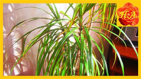 Комнатные цветы Драцена окаймлённая моя красавица Plants Garden