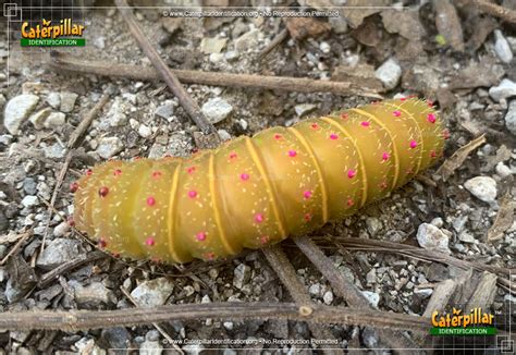 Luna Moth Caterpillar Size