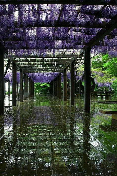Pin by Narin Dương on Nippon Japan | Japanese garden, Wisteria trellis ...