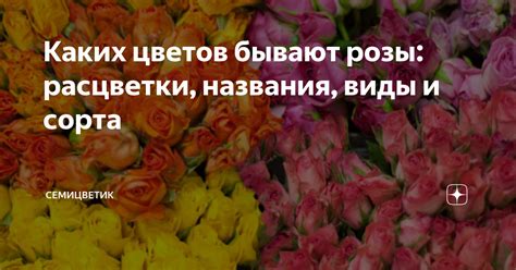 Каких цветов бывают розы расцветки названия виды и сорта