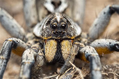 Top Spider Myths Article Museums Victoria