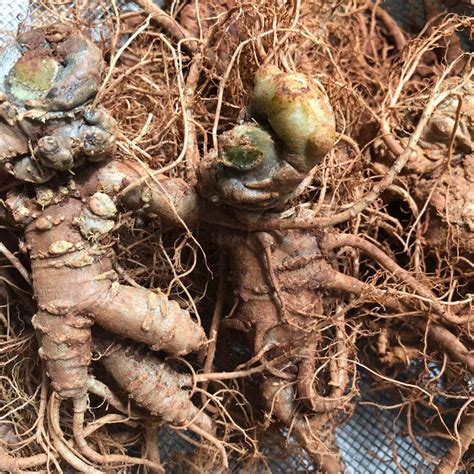 Buy Best Herb Radix Notoginseng Pseudoginseng Root Tian Qi San Qi