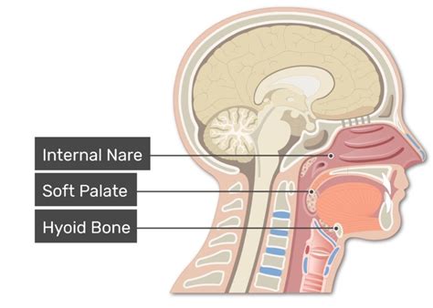 Chapter 1 Basic Word Structure Diagram Quizlet