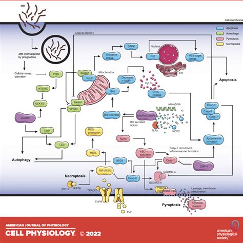 Mycobacterium Tuberculosis Labelled Diagram