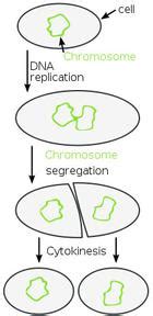 Types Of Cell Division Binary Fission Mitosis Meiosis