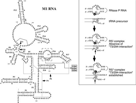 The Predicted Secondary Structure Of Li Rnase P Rna M1 Rna Download Scientific Diagram