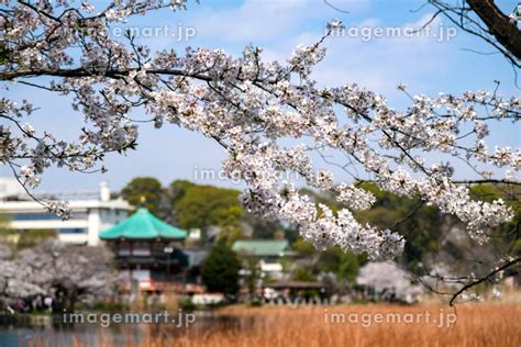 東京都台東区 春の上野公園 不忍池と桜の写真素材 204607253 イメージマート