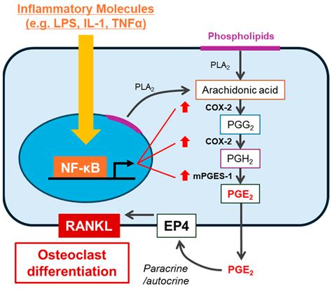 Polymethoxyflavones And Bone Metabolism