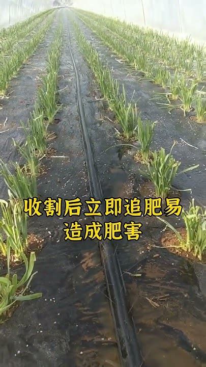 韭菜收割后，要追肥。韭菜种植 种韭菜 韭菜种植方法 怎么种植韭菜 韭菜 Youtube
