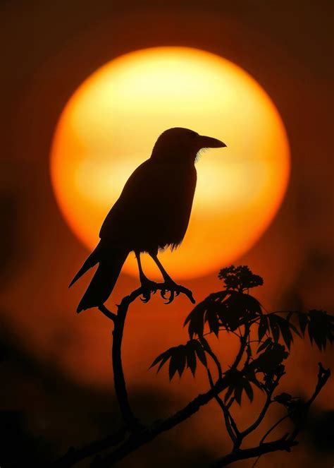 Crow Silhouette Digital Download Digital Art Downloadable Art Wall