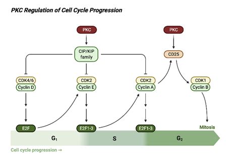 Pkc Regulation Of Cell Cycle Progression Biorender Science Templates