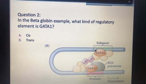 Solved 10 Question 2 In The Beta Globin Example What Kind