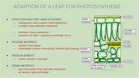 Plant Strucure Pptx Gardening Home And Garden