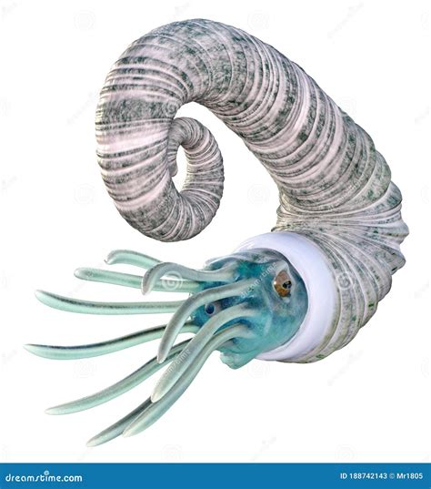 Ammonites Ammonoids Are A Group Of Extinct Marine Mollusc Animals In