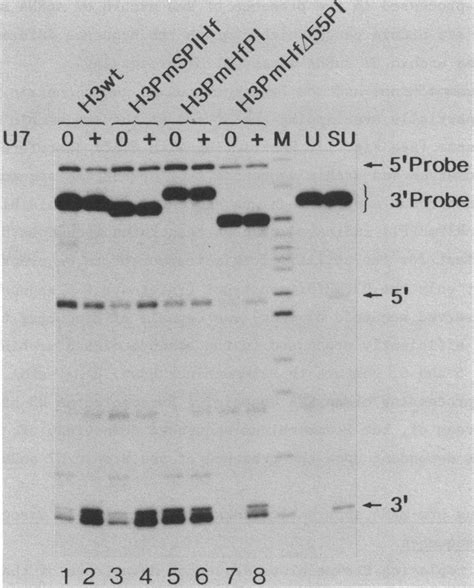 S1 Analysis Of Rna Generated From The Indicated Constructs Following Download Scientific