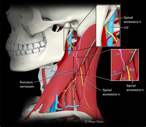Posterior Triangle Anatomy