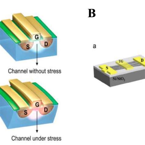 Schematic Of An Fet Biosensor Download Scientific Diagram