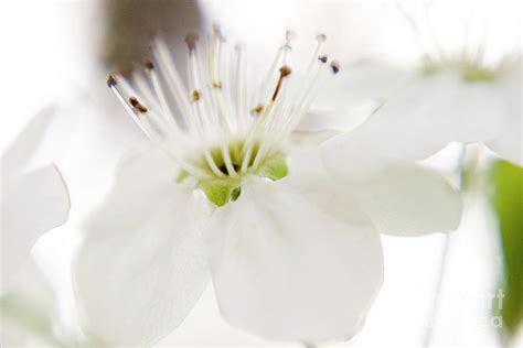 Flower BK Photograph By Timothy Bischoff Fine Art America