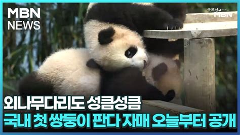 외나무다리도 성큼성큼…국내 첫 쌍둥이 판다 자매 오늘부터 공개 [굿모닝 Mbn] Youtube