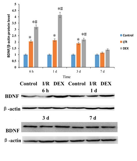 Effects of dexmedetomidine post‑treatment on BDNF and VEGF expression ...