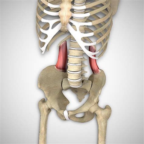 Theragun Quadratus Lumborum At Joan Cross Blog