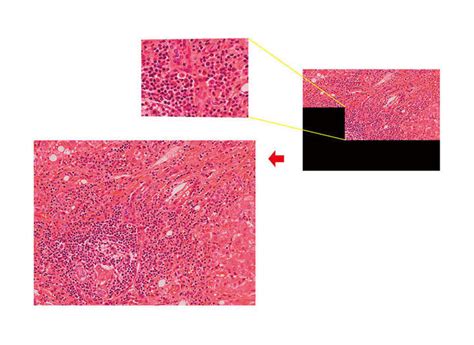Nis Elements Imaging Software Eclipse Ni Series Upright Microscopes