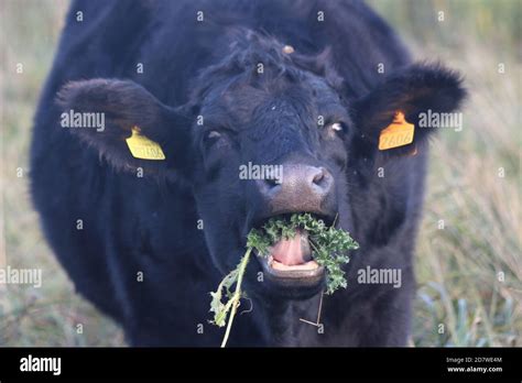 A Cow Eating A Thistle Stock Photo Alamy