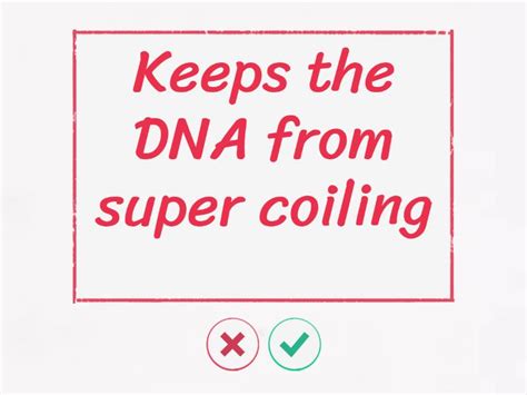 Dna Replication Activity No 1 Flash Cards